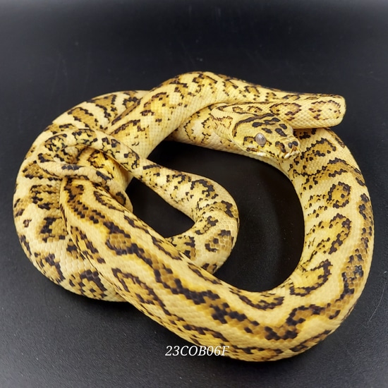 Caramel Ocelot Jungle Jaguar Carpet Python Other Carpet Python by ...