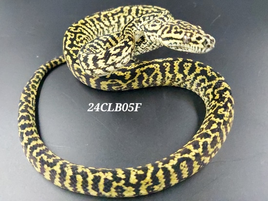 Wow Line Zebra Jungle Jungle Carpet Python by Scattershot Exotics