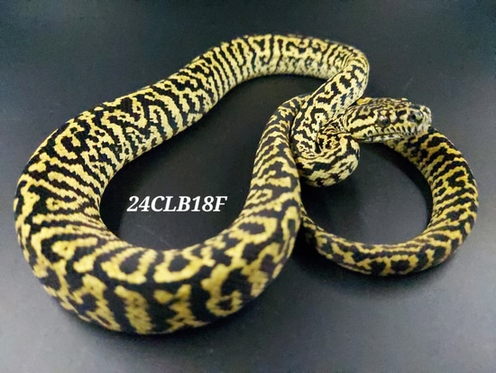 Wow Line Zebra Jungle Jungle Carpet Python by Scattershot Exotics