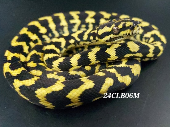 Wow Line Jungle Jungle Carpet Python by Scattershot Exotics