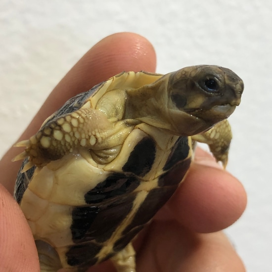 Western Hermann Tortoise Tuscany Local Hermann's Tortoise by Sonoran ...