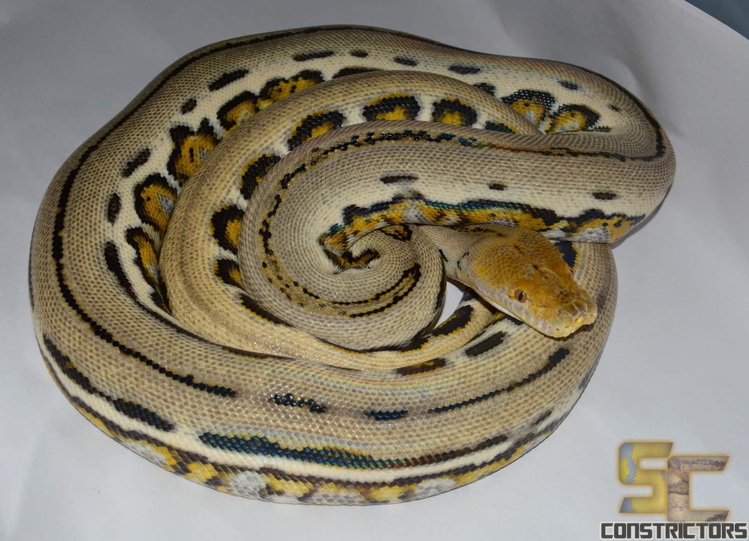 Jaguar HOGS Ph Purple Reticulated Python by SCConstrictors - MorphMarket