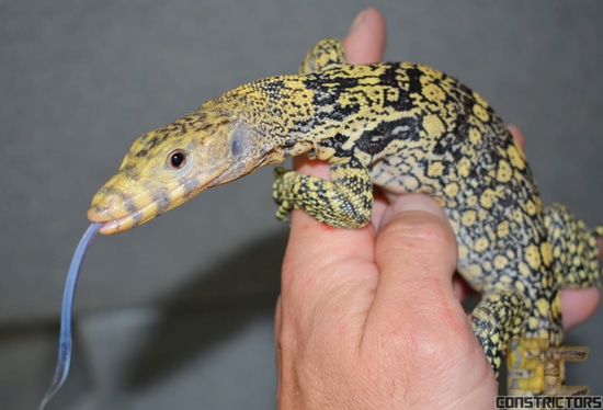 CB Sulphur Water Monitor by SCConstrictors