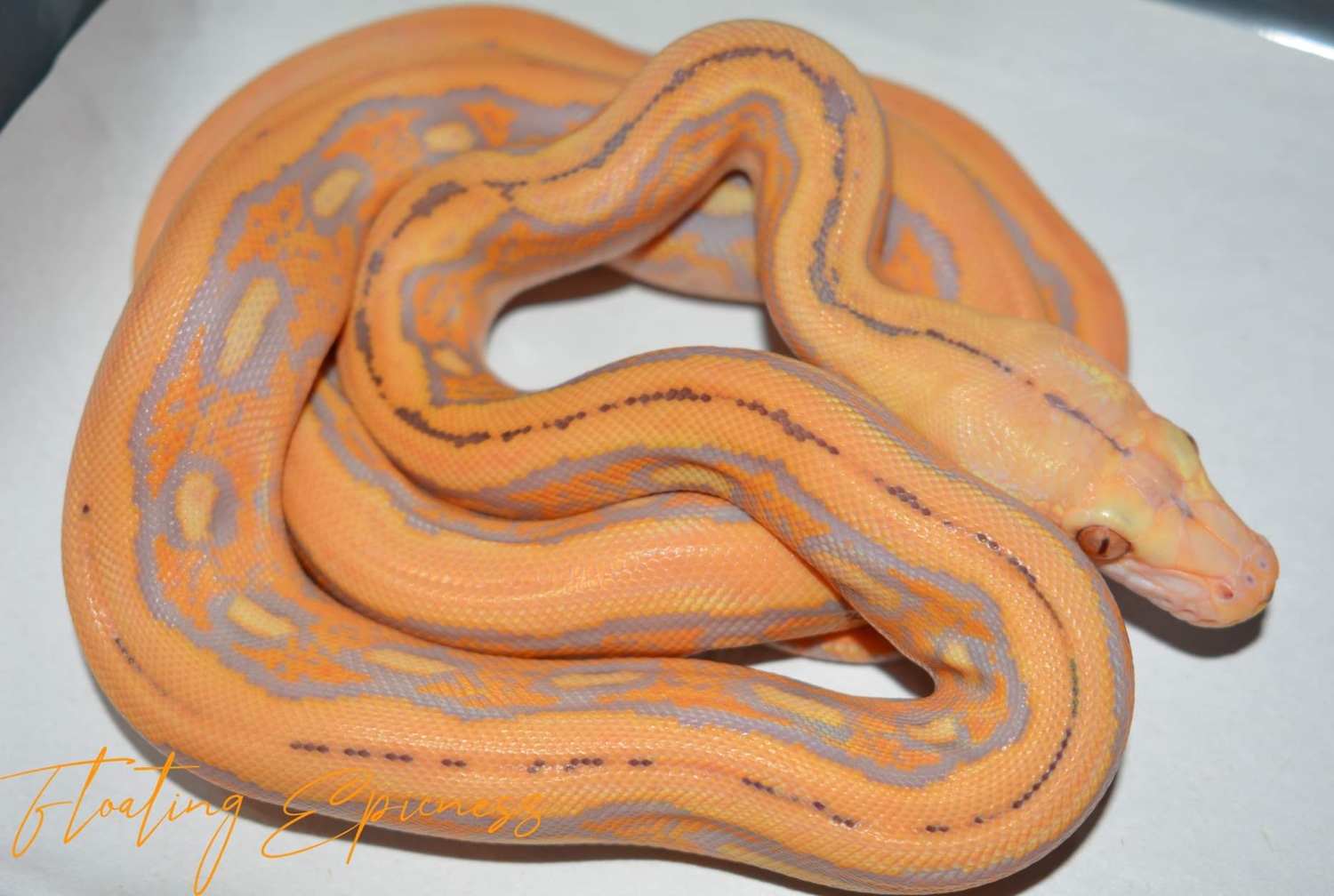 Purple Tiger HOGS Reticulated Python by SCConstrictors - MorphMarket