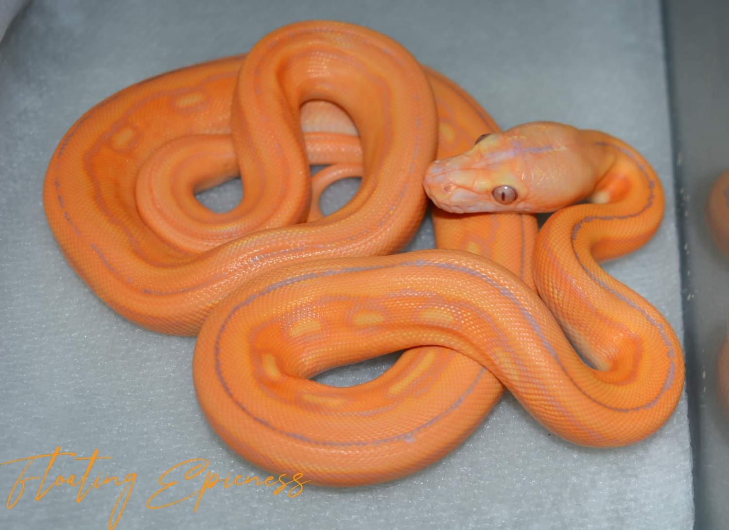 Purple Super Tiger Sunfire HOGS Reticulated Python by SCConstrictors ...