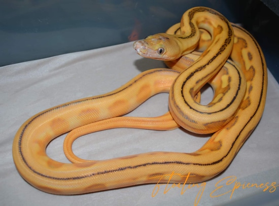 Super Tiger Sunfire Dh Purple OGS Reticulated Python by SCConstrictors