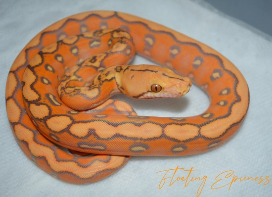 Orange Glow Sunfire HOGS Reticulated Python by SCConstrictors