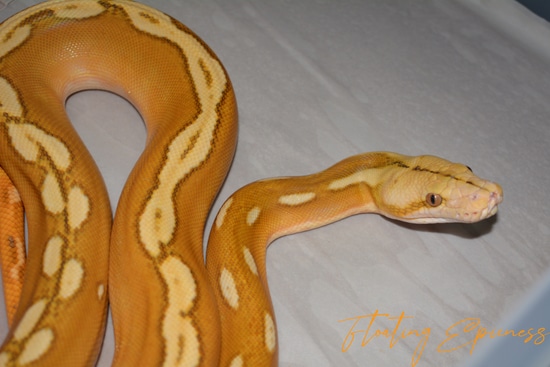 Super Sunfire OGS Het Purple Reticulated Python by SCConstrictors