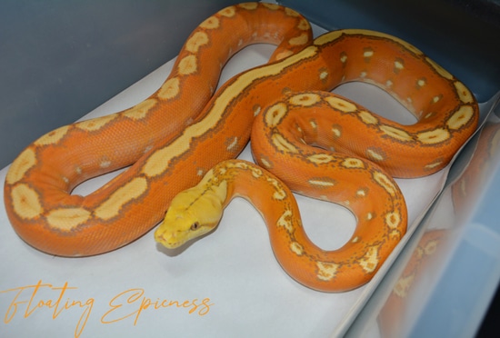 Orange Glow OGS Reticulated Python by SCConstrictors