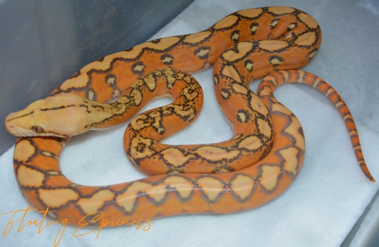 Orange Glow Sunfire HOGS Reticulated Python by SCConstrictors