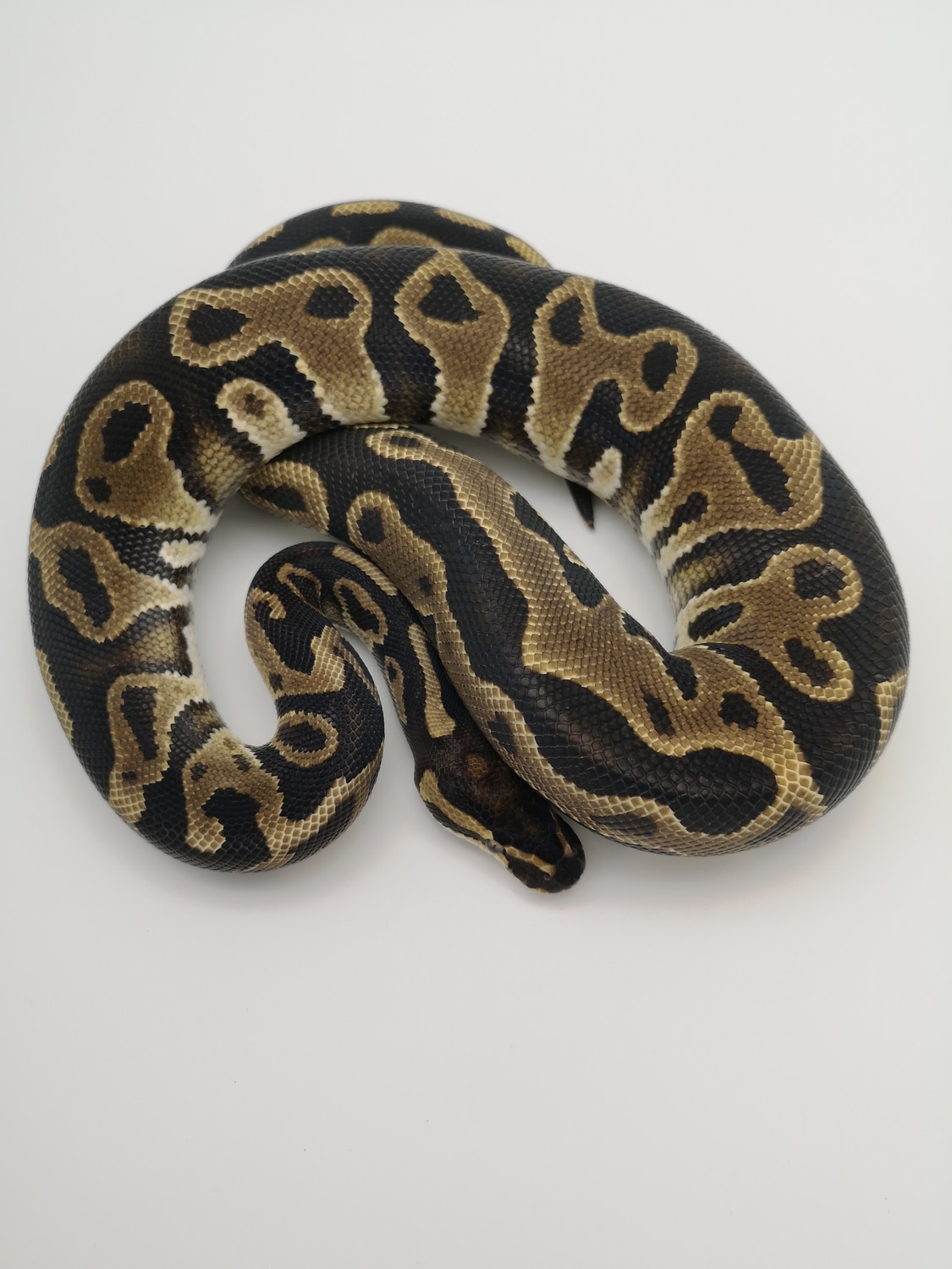 Leopard Gravel Or Yellow Belly Ball Python by Genetic Reaction ...