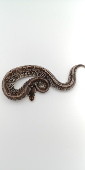 Black Pewter Leopard Ball Python by Genetic Reaction
