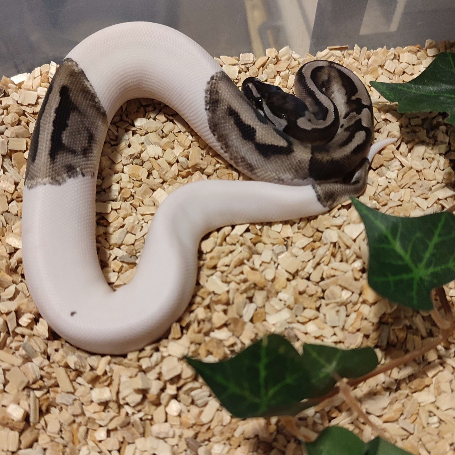 Moonrise Exotics's Collection - MorphMarket