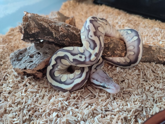 Firefly Lesser Pos Specter Het Ghost Ball Python by Moonrise Exotics