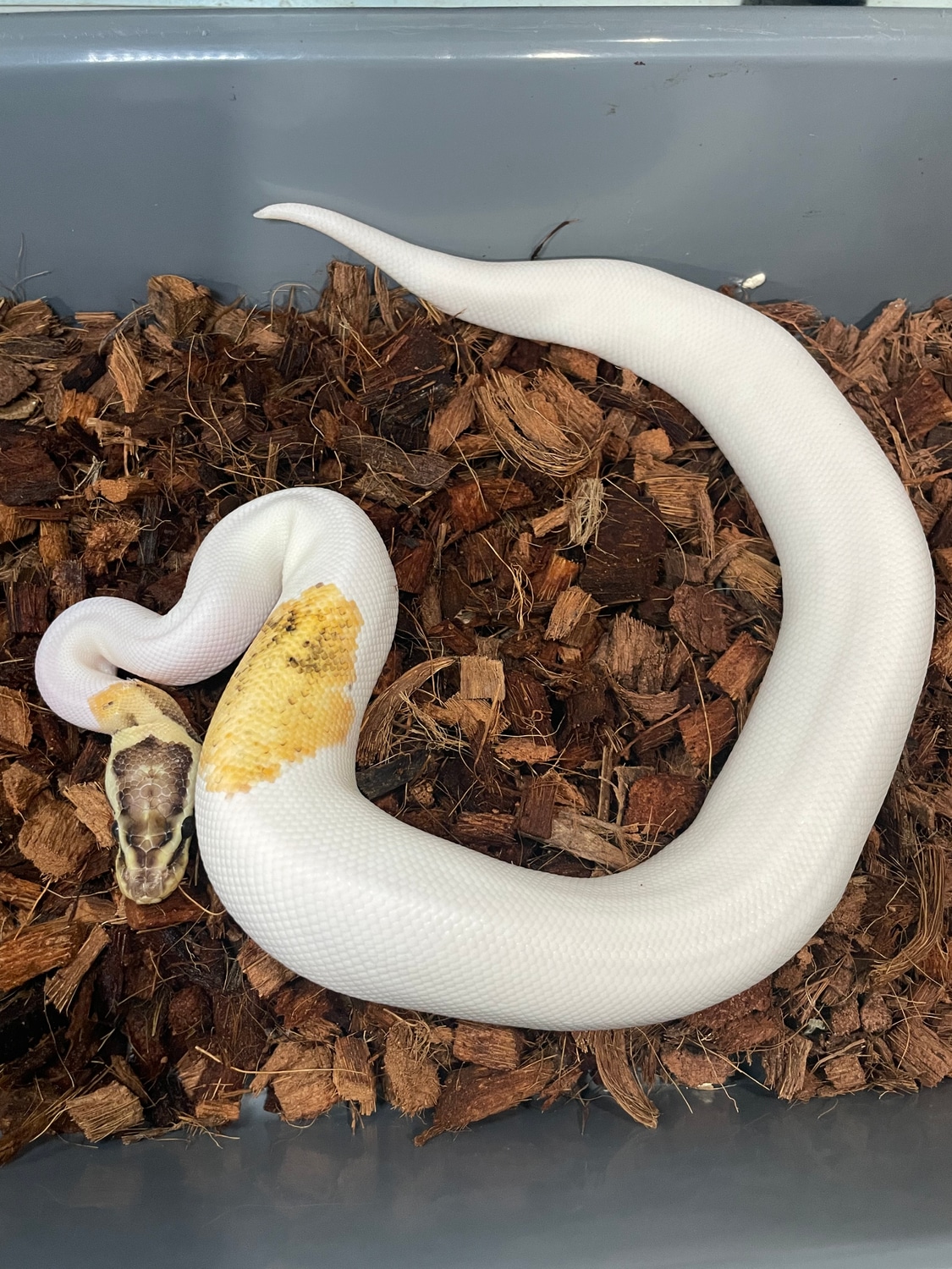 Firefly Pied Het Hypo Ball Python by Nick Schanke Reptiles - MorphMarket