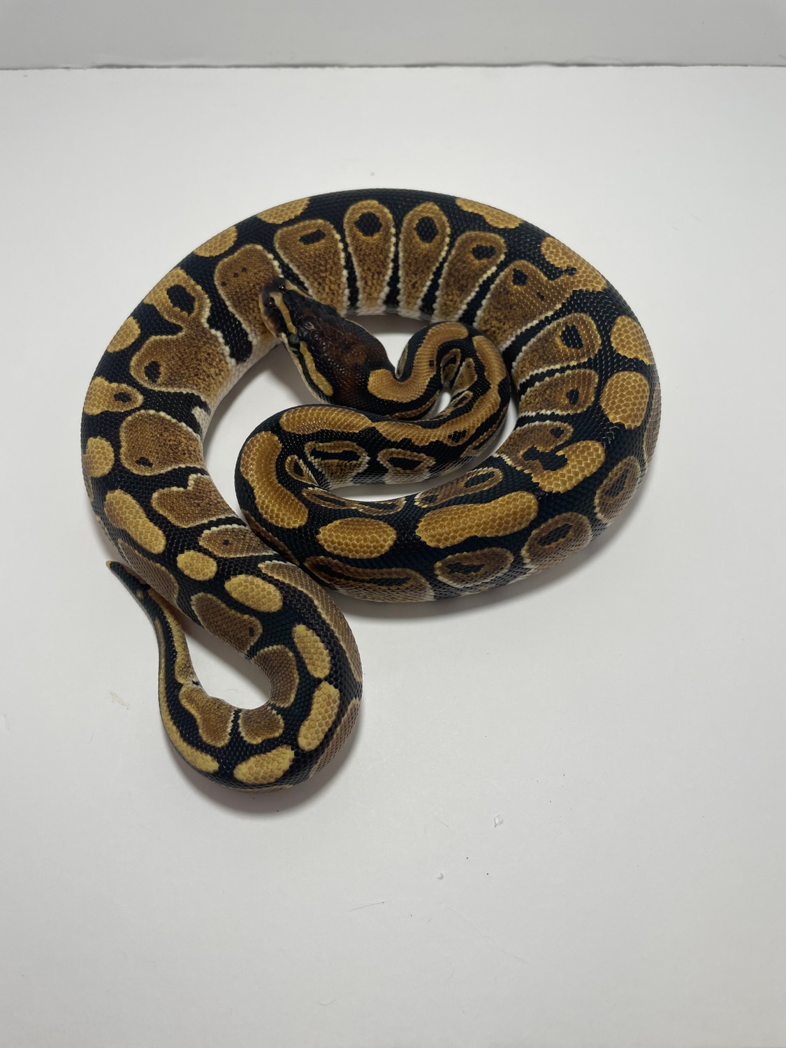 Normal Ball Python by Nick Schanke Reptiles - MorphMarket