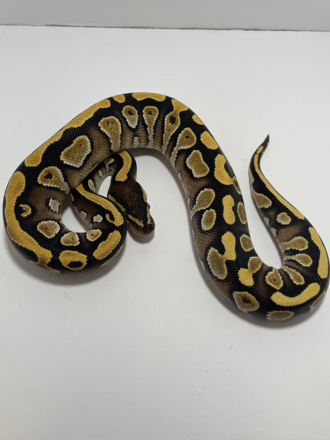 Mojave Zuwadi Ball Python by Nick Schanke Reptiles - MorphMarket