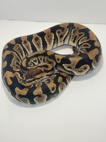 Cryptic Or Crypton 66% Het Desert Ghost Ball Python by Nick Schanke Reptiles