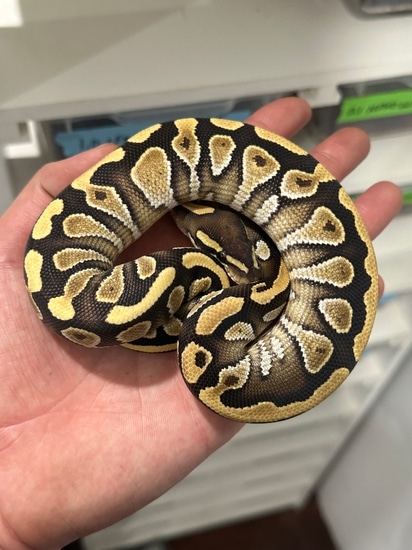 Mojave Zuwadi Ball Python by Nick Schanke Reptiles