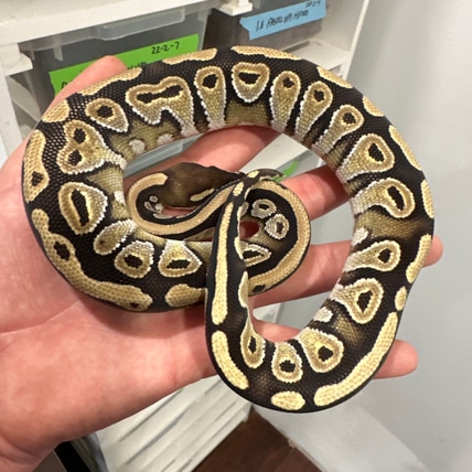 Mojave Yellowbelly Ball Python by Nick Schanke Reptiles - MorphMarket