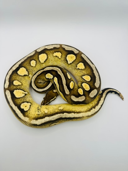 *No Reserve* Zuwadi Mojave Calico Pastel Ball Python by Nick Schanke ...
