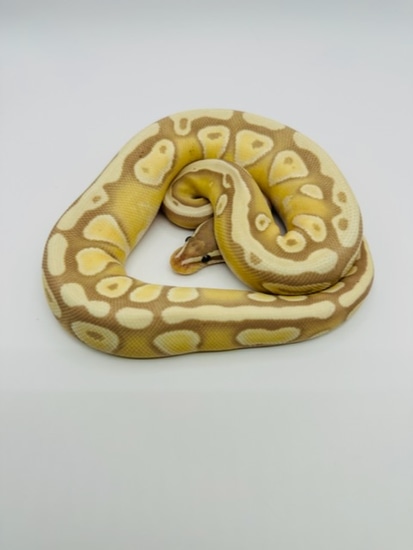 🔥No Reserve🔥Banana Mojave Zuwadi Ball Python by Nick Schanke Reptiles