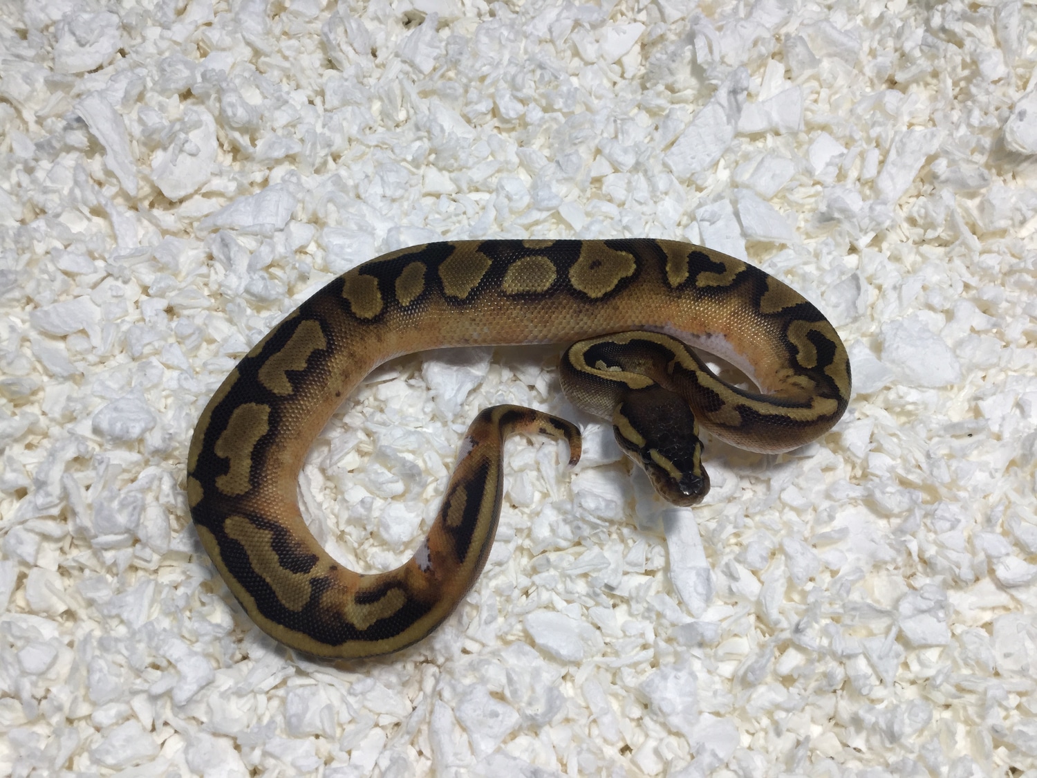 Chocolate Pied Ball Python by Planet Python - MorphMarket