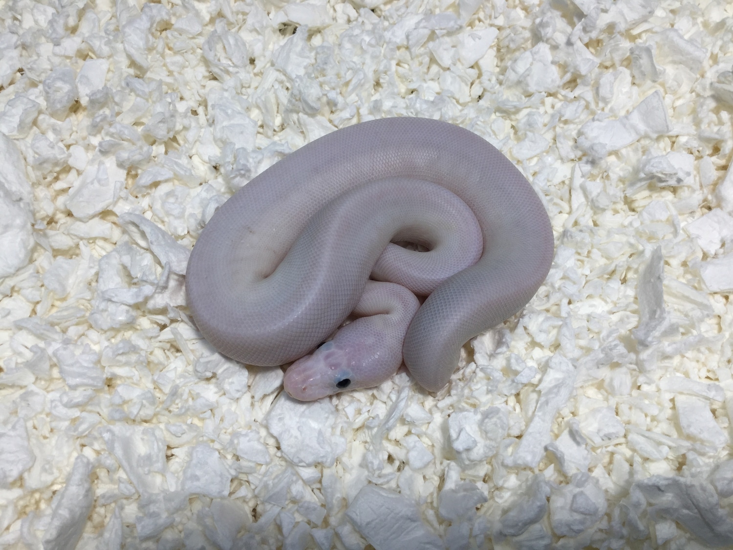 Super Fire Pewter Ball Python by Planet Python - MorphMarket