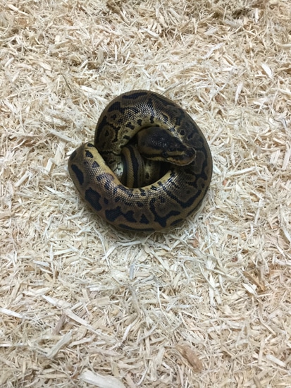 Leopard Chocolate Pin Ball Python by Planet Python
