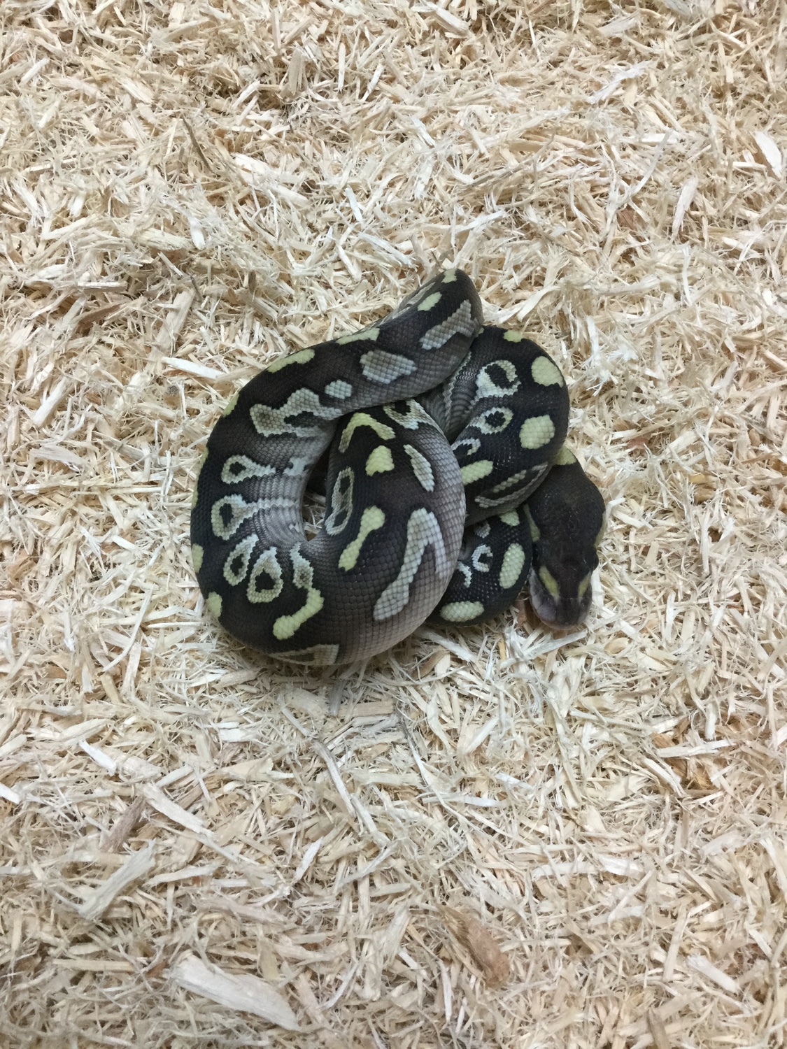 Chocolate Leopard Lesser Ball Python by Planet Python - MorphMarket