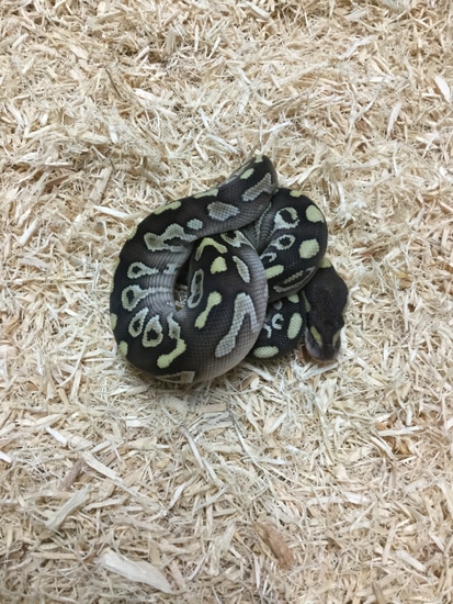 Chocolate Leopard Lesser Ball Python by Planet Python