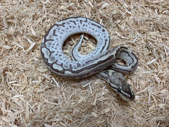 Bamboo Leopard Pin Ball Python by Planet Python