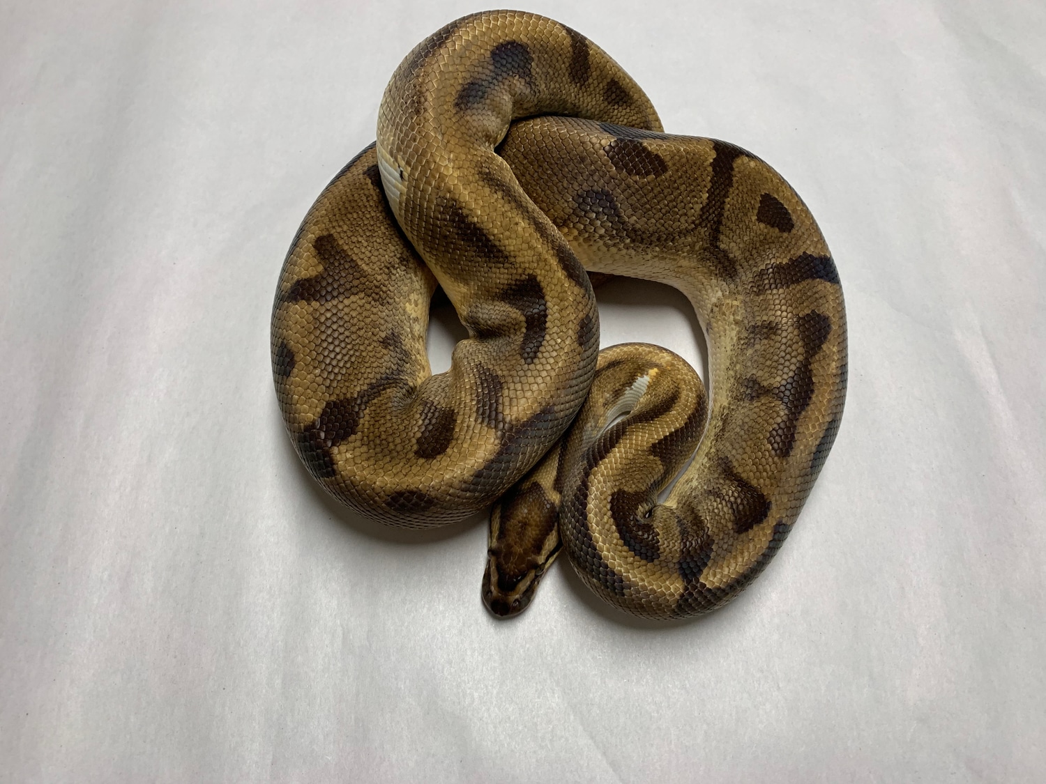 Enchi Pied Ball Python by Planet Python - MorphMarket