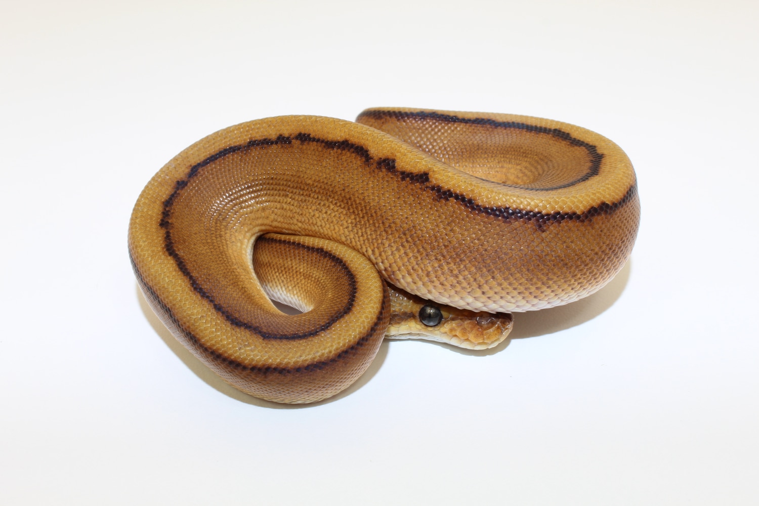 Redstripe Genetic Stripe Het Hypo Ball Python by Planet Python ...