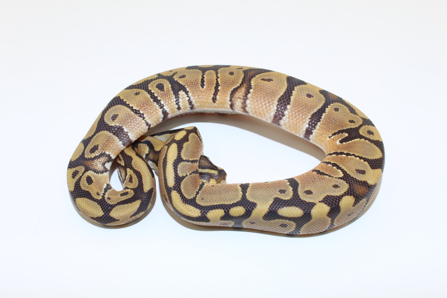 Hypo Het Pied Ball Python by Planet Python - MorphMarket