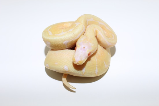 Scaleless Head Albino Spider Ball Python by Planet Python