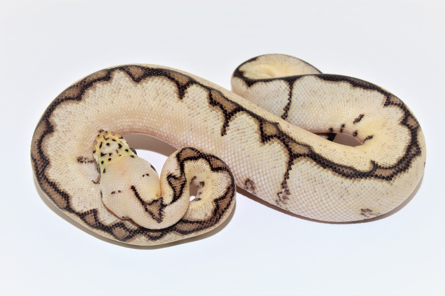 Bumble Bee Clown Ball Python by Planet Python - MorphMarket