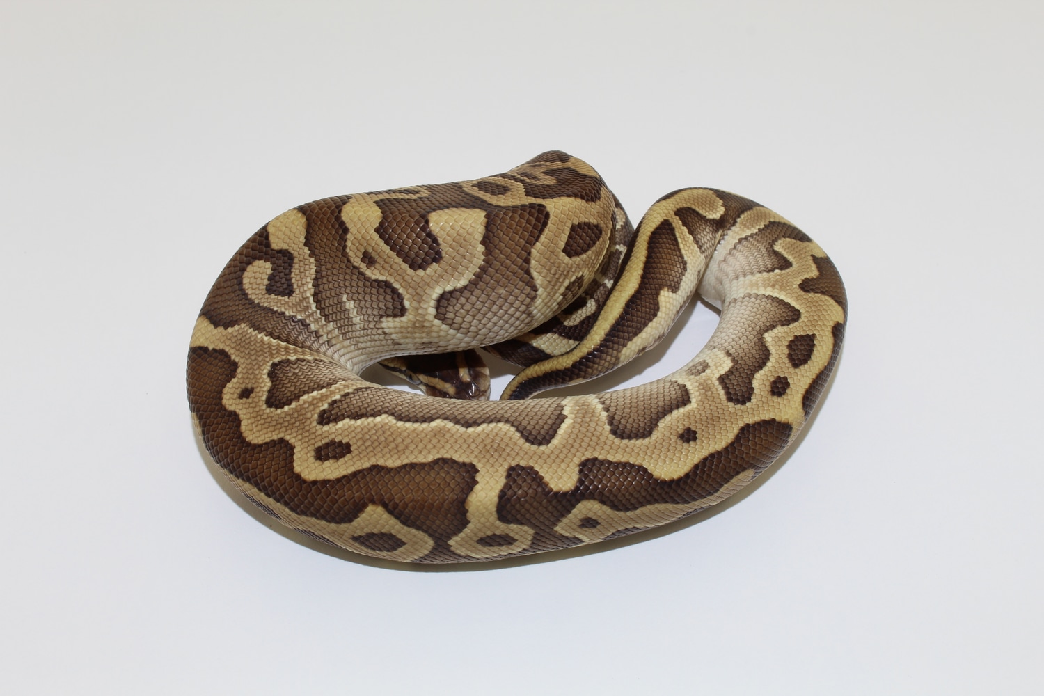 Leopard Lesser Blade Het Clown Ball Python by Planet Python - MorphMarket