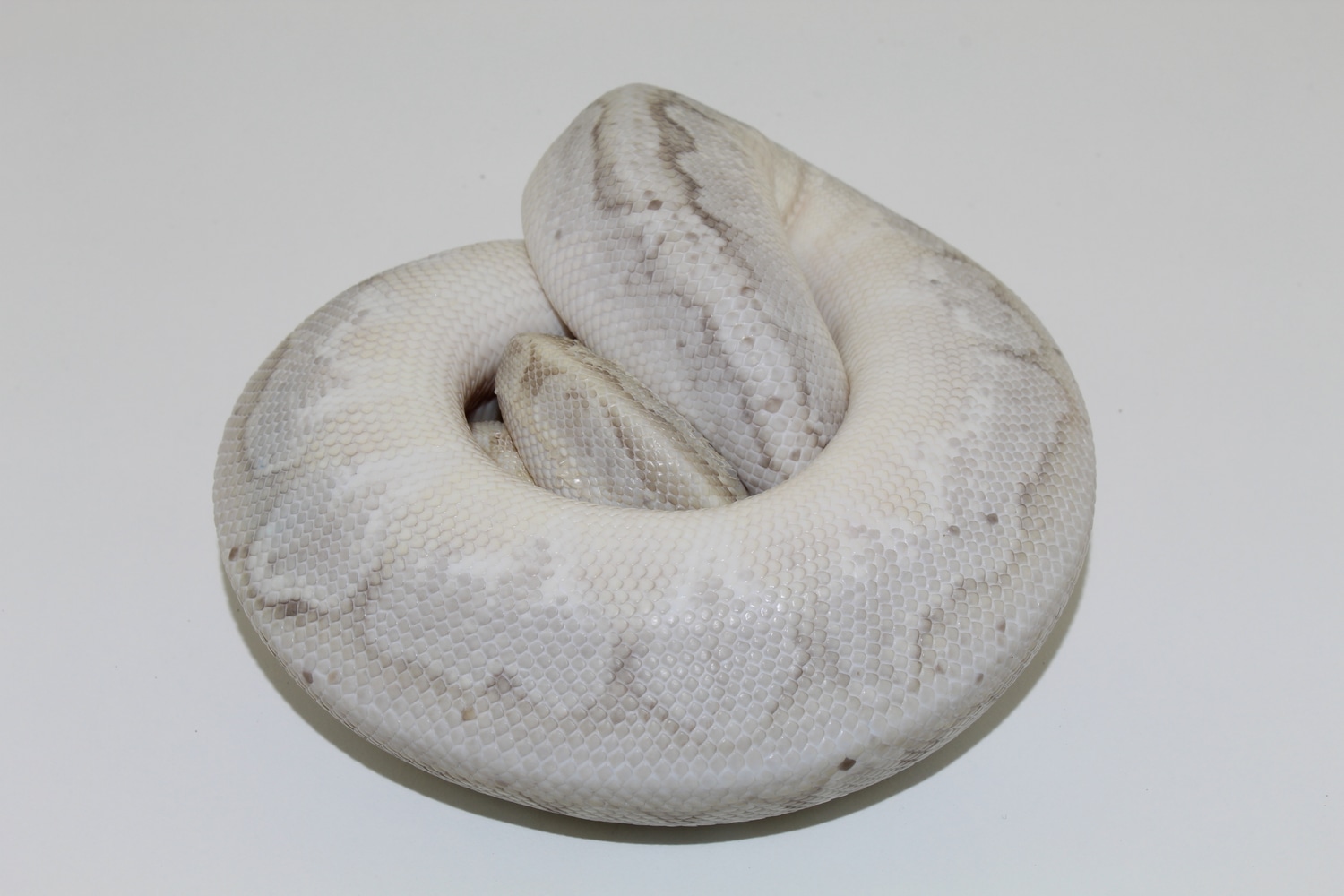 Bamboo Citrus Sterling Ball Python by Planet Python - MorphMarket
