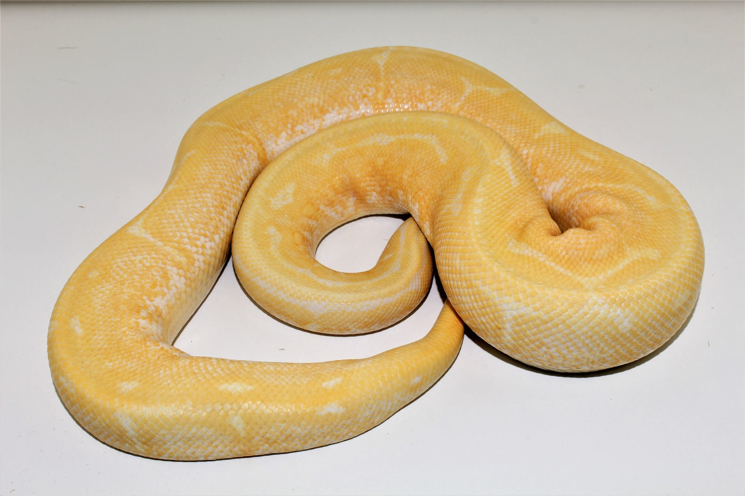 Lavender Spider Het Pied Ball Python by Planet Python - MorphMarket