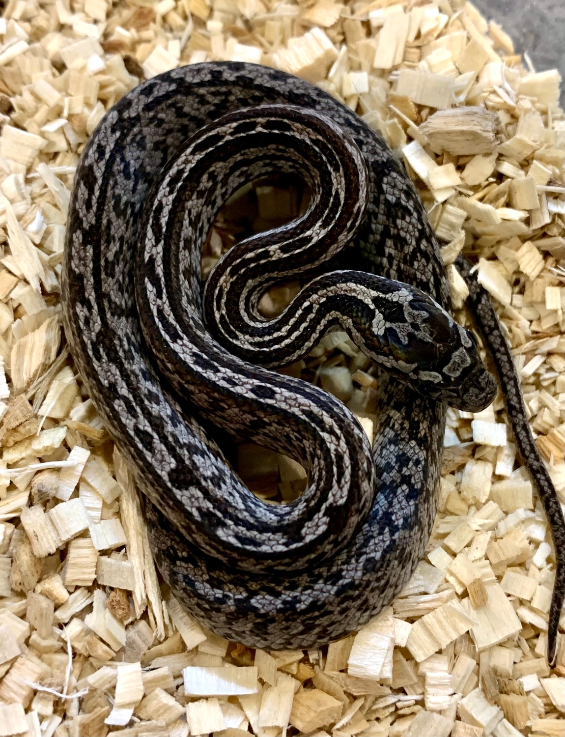 Speckled Cinder Tessera Corn Snake by Planet Python - MorphMarket