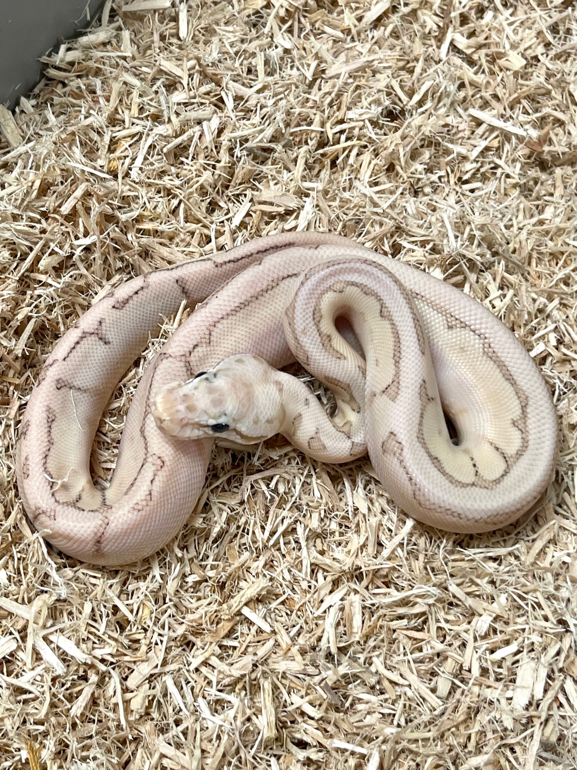 Bamboo Bumblebee Ball Python by Planet Python - MorphMarket