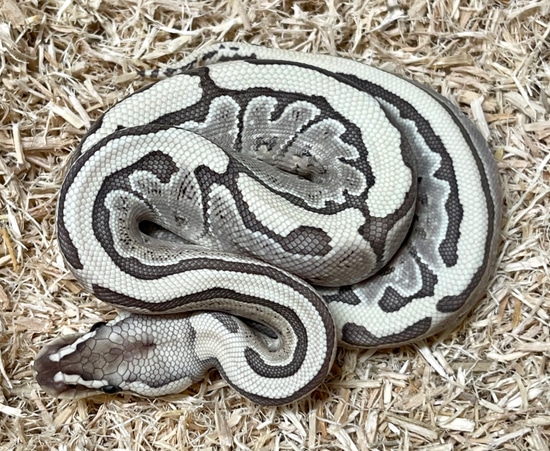 Bamboo Leopard Fire Ball Python by Planet Python