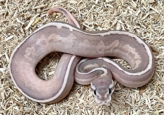 Cinny Disco Fire Ball Python by Planet Python