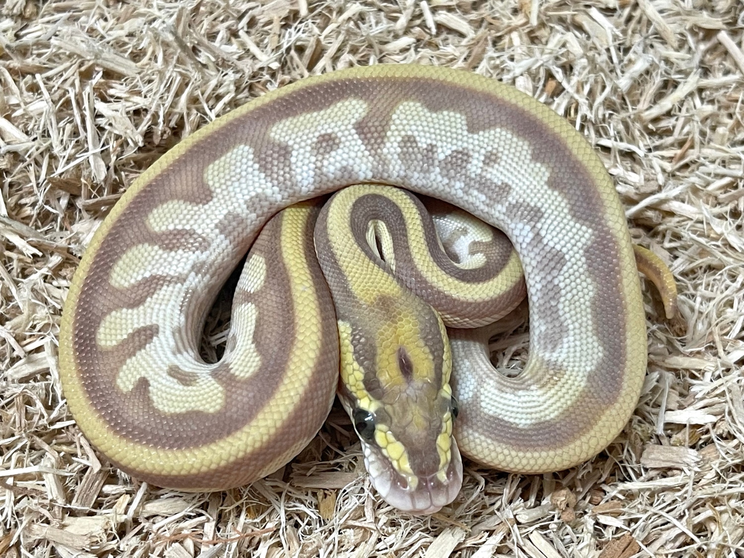 Banana Leopard Lesser Enchi Ball Python by Planet Python - MorphMarket
