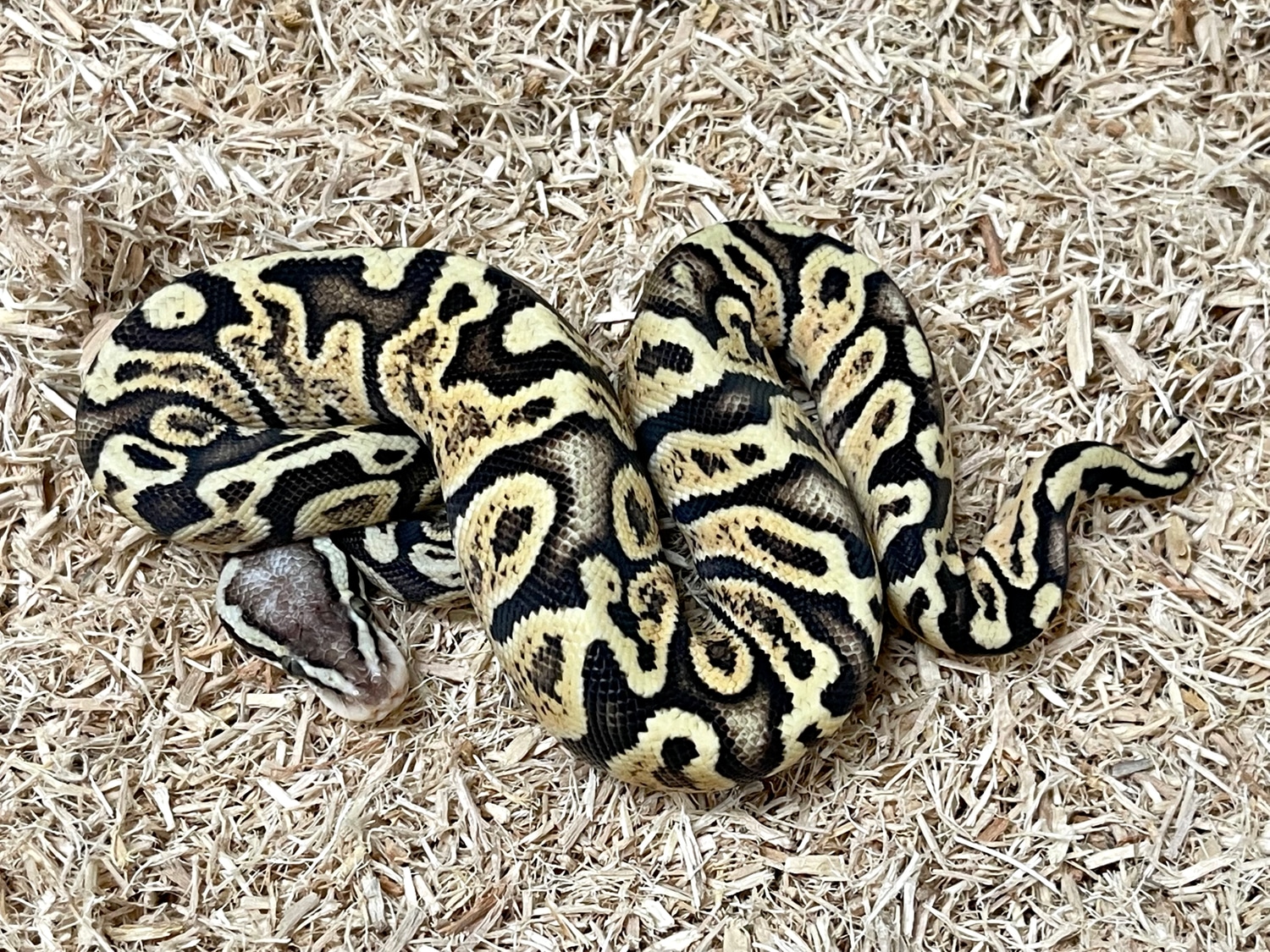 Ghi Firefly Ball Python by Planet Python - MorphMarket