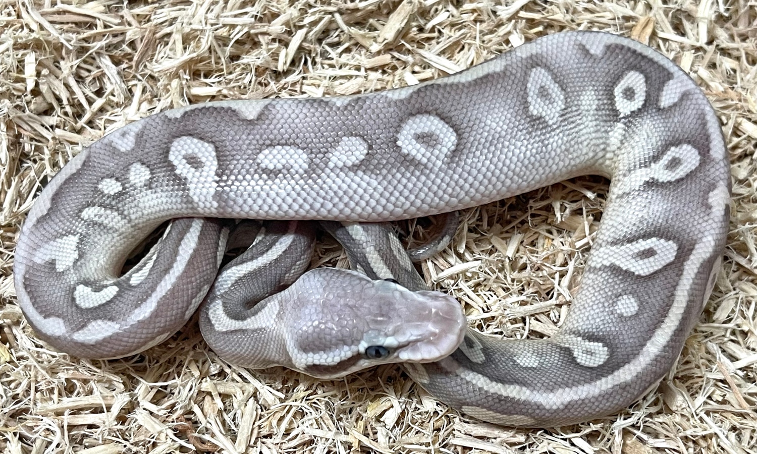 Super Mystic Pastel Ball Python by Planet Python - MorphMarket