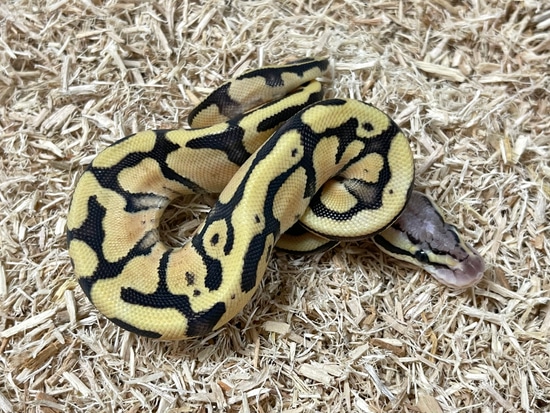Enchi Firefly Het Clown Ball Python by Planet Python