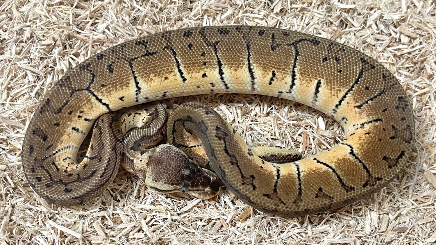 Lemonblast Het Desert Ghost Ball Python by Planet Python - MorphMarket