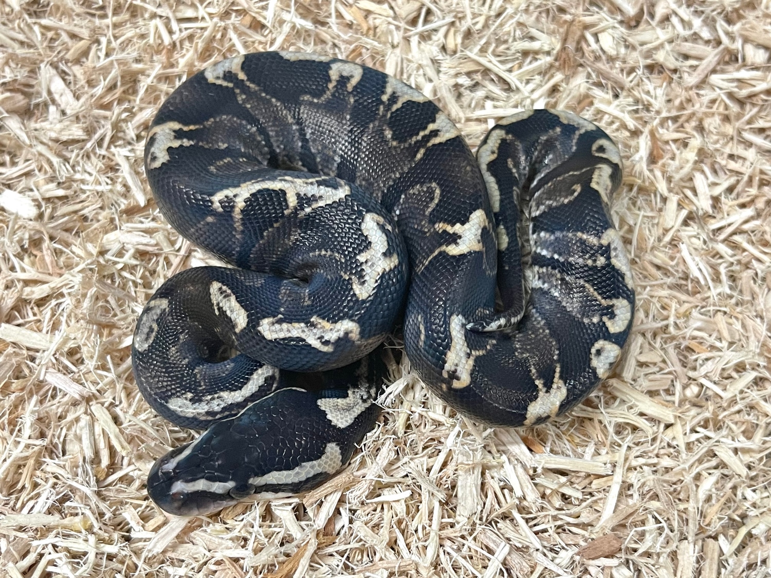 Super Ghi Ball Python by Planet Python - MorphMarket
